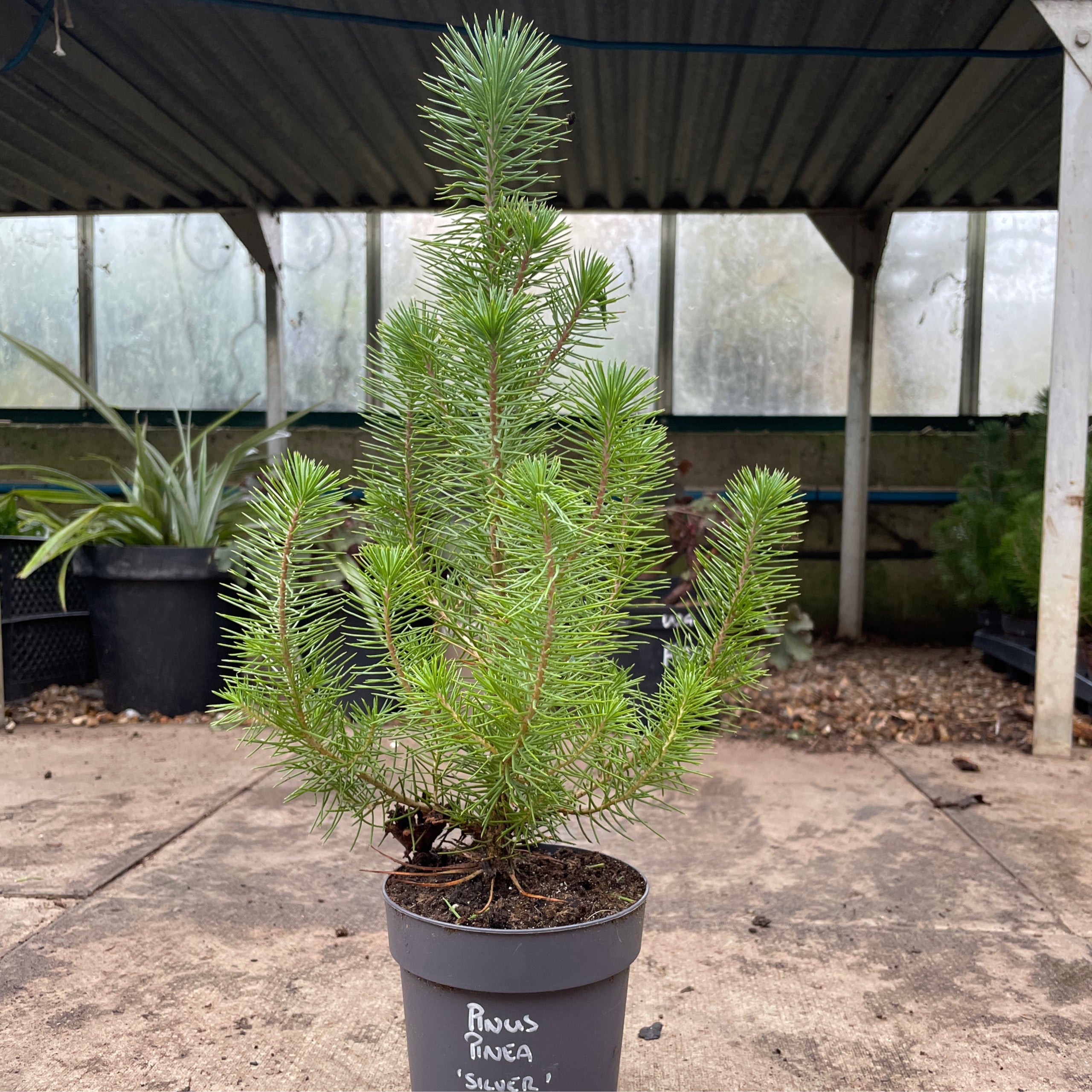 Pinus pinea ‘silver crest’ | Walworth Garden Plant Centre